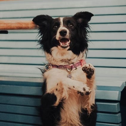 59 Male Dog Names For Border Collies - PetPress