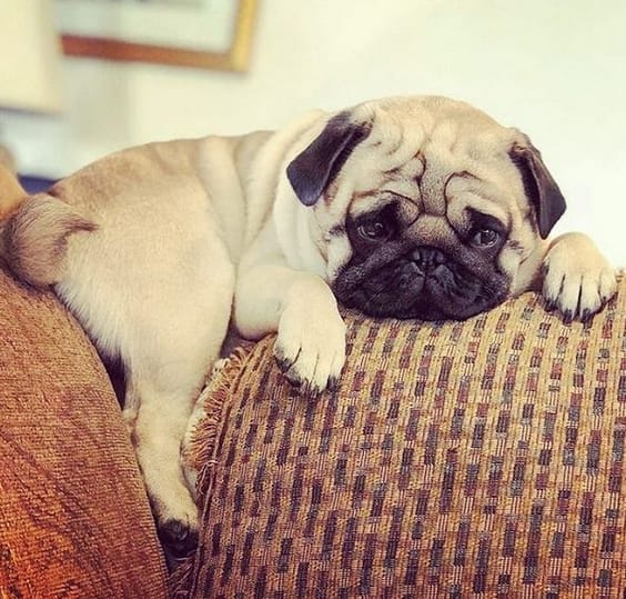 The 66 Cutest Male Dog Names - PetPress