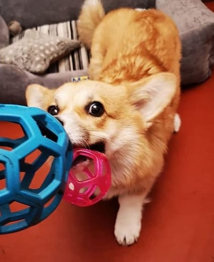 Top 150 Funny Geeky Dog Names - PetPress