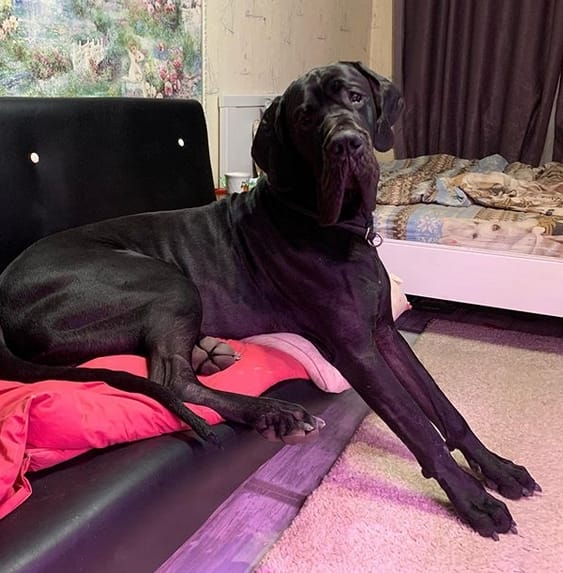 Top 30 Best Male Great Dane Dog Names