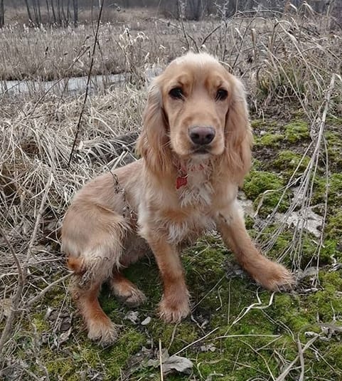 44 Typical Girl Dog Names for Cocker Spaniels - PetPress