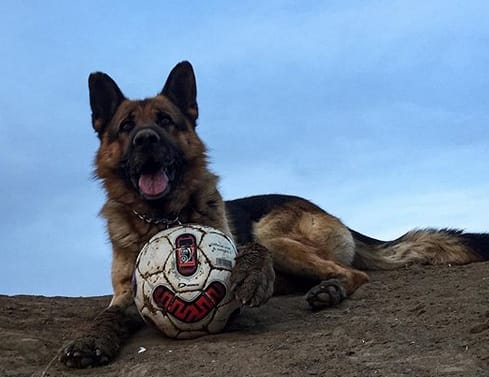 55 Sporty Dog Names Inspired by Football - PetPress