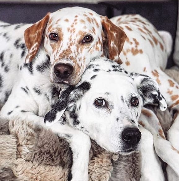 42 Spotted Dog Name Ideas - PetPress