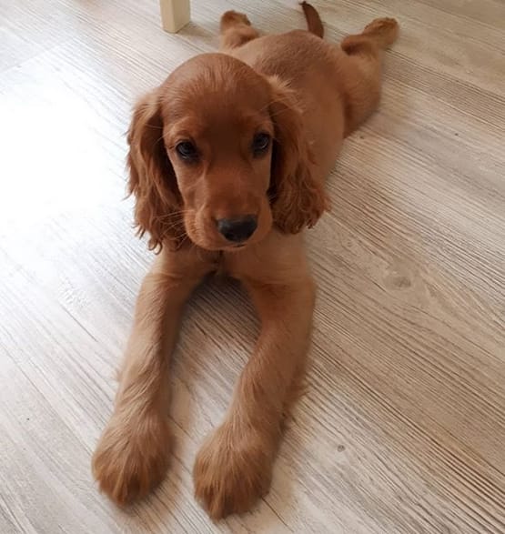 44 Typical Girl Dog Names for Cocker Spaniels - PetPress