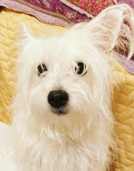 Over 200 Awesome Dog Names That Start with "F" - PetPress