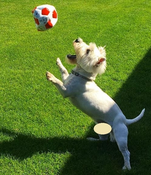 55 Sporty Dog Names Inspired by Football - PetPress