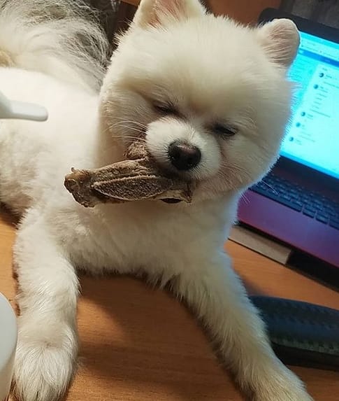 Over 200 Awesome Dog Names That Start with "F" - PetPress