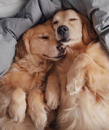 The 44 Cutest Boy Dog Names Ever - PetPress