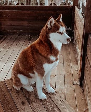 30 Special Dog Names for Red Huskies - PetPress