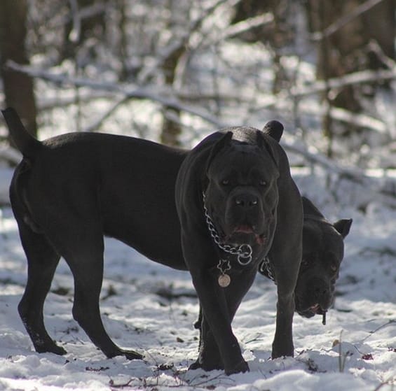 88 Female Dog Name Ideas for Cane Corso - PetPress