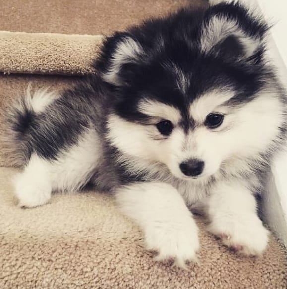 The 99 Rarest Dog Names For Your Cute Puppy | PetPress