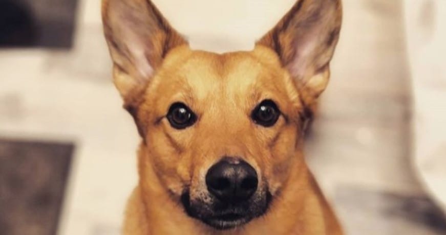 TOP 15: Dog Records In The Guinness Book Of Records - PetPress