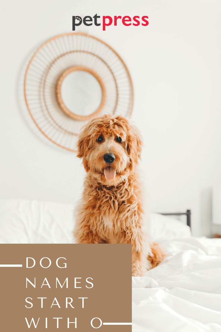 Dog Names Start With O - Popular Male And Female Dog Names