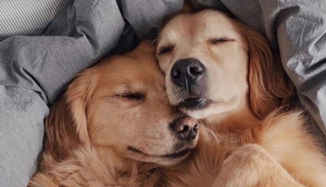 The 44 Cutest Boy Dog Names Ever - PetPress