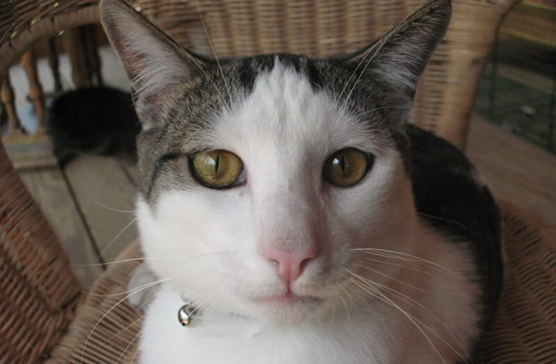 100+ Dumb & Stupid Cat Names for Your Silly Kittens