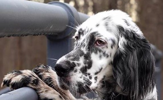 14 Adorable Facts You Didn’t Know About English Setters
