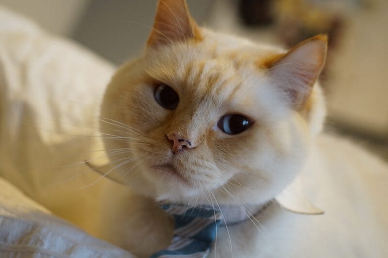500 Fancy Cat Names that are Posh and Elegant