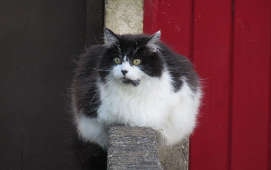 Fat Cat Names – 160 Cute & Funny Names for Your Fat Cat