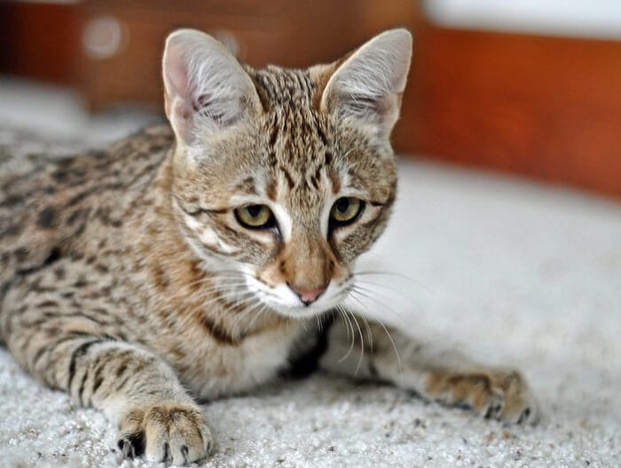 Top 90 African Cat Names & Meanings - Exotic Names for Your Kitten ...