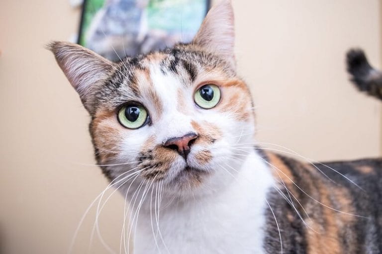 320 Cat Pun Names - Funny Cat Names - PetPress