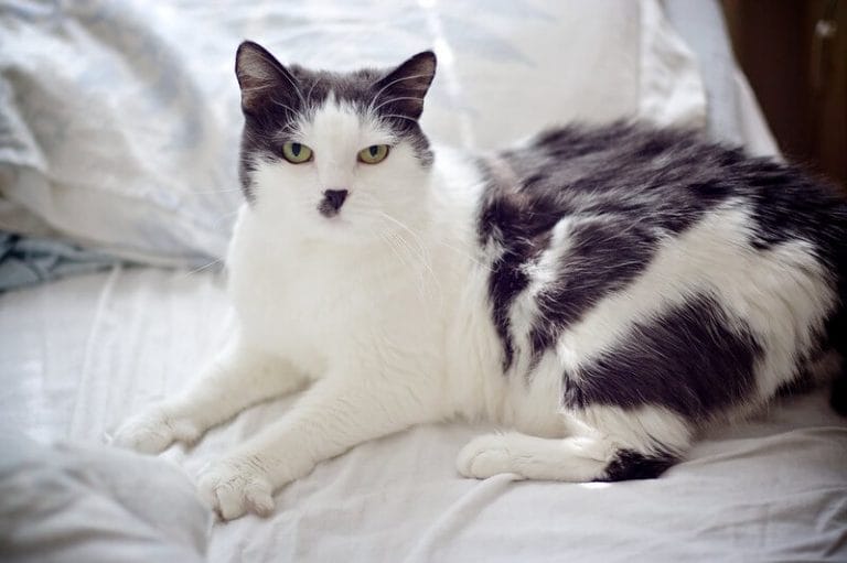 150 Clever Cat Names – Funny Names for Your Kitten - PetPress