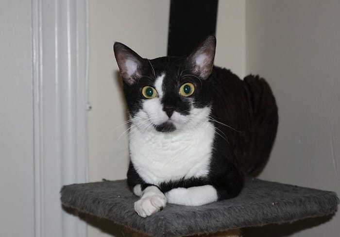 Best 120 German Cat Names & Meanings For Male And Female Cats