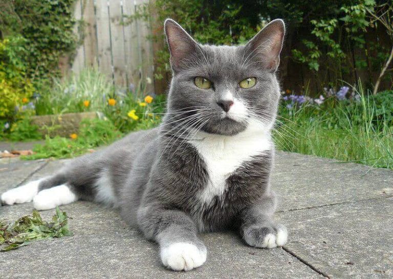 Top 200 White Female Cat Names for Adorable White Kittens