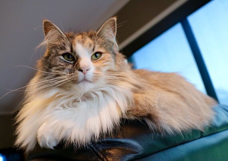 200+ Norwegian Cat Names – Great Names for Your Norwegian Forest Cat