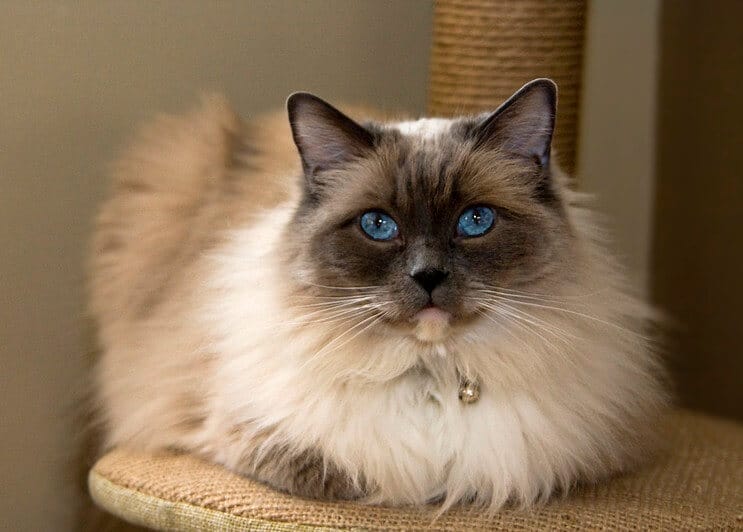 320 Regal Cat Names for Your Kitten - PetPress