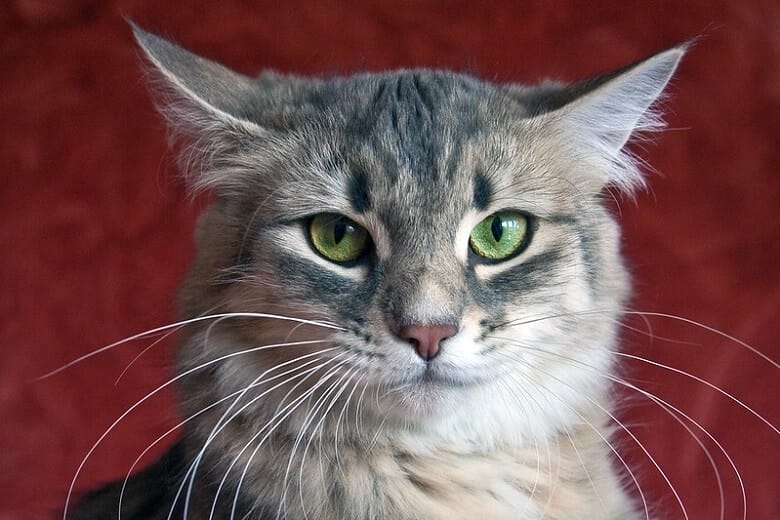 120 Greatest Siberian Cat Names - PetPress