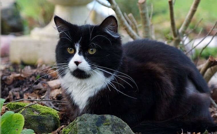 Top 200 White Female Cat Names for Adorable White Kittens