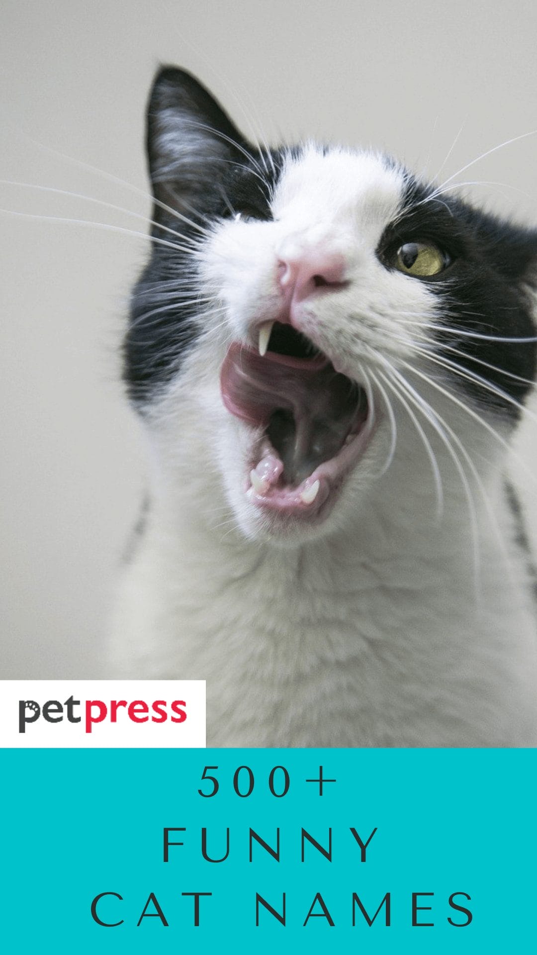 500+ Funny Cat Names - Hilarious Ideas for Naming Your Kitten - PetPress