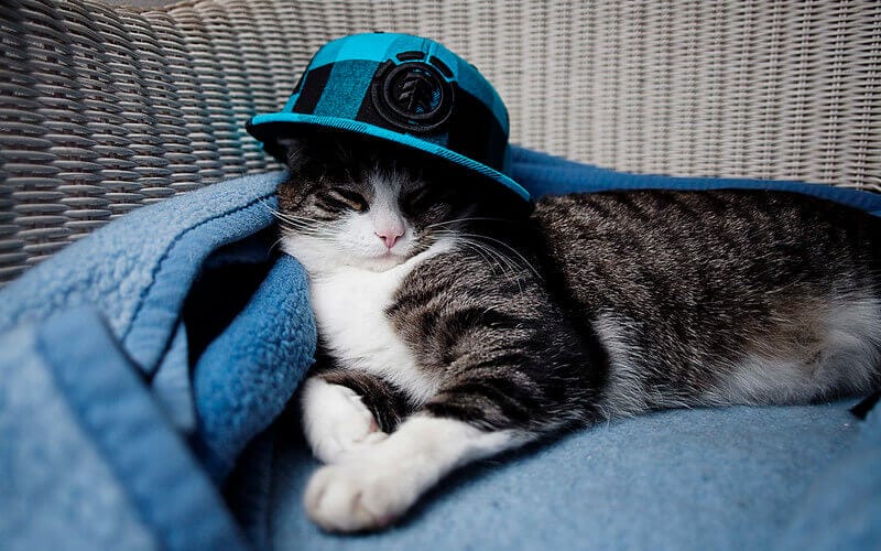 145 Rapper Cat Names - Hip Hop Inspired Cat Names - PetPress