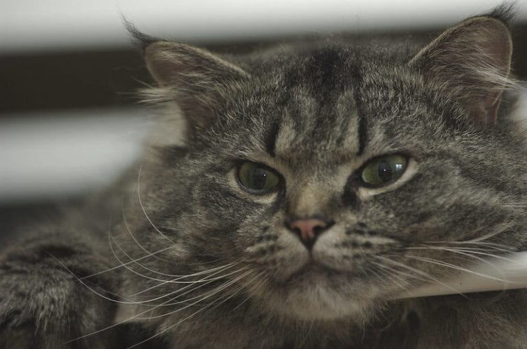 120 Greatest Siberian Cat Names - PetPress