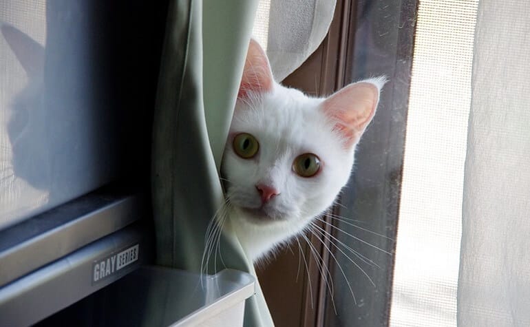 380 White Cat Names – Choose the Best Name for a White Kitten - PetPress