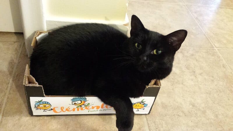 320 Cat Pun Names - Funny Cat Names - PetPress