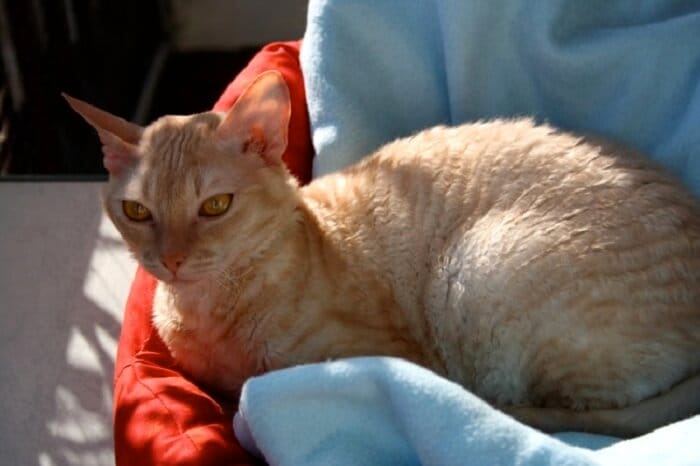 Best 120 German Cat Names & Meanings For Male And Female Cats