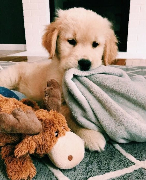 Top 10 Kind And Friendly Dog Breeds - PetPress