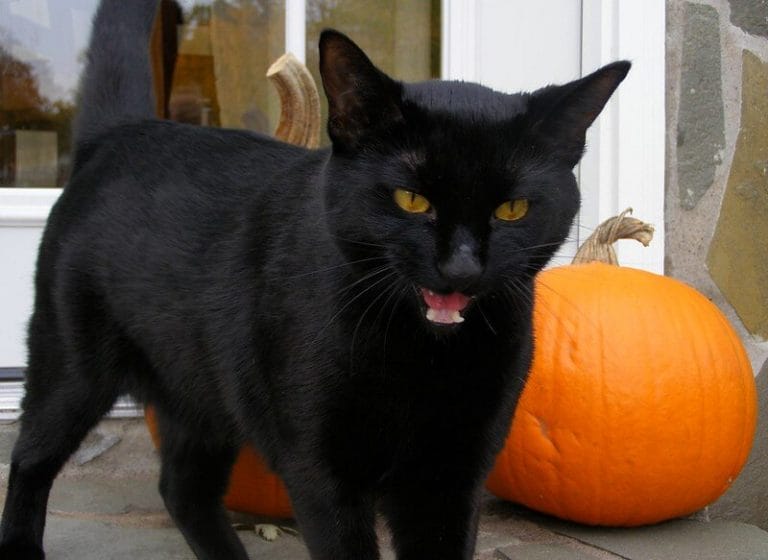 Unleashing the Frights: Top 500 Halloween Themed Cat Names
