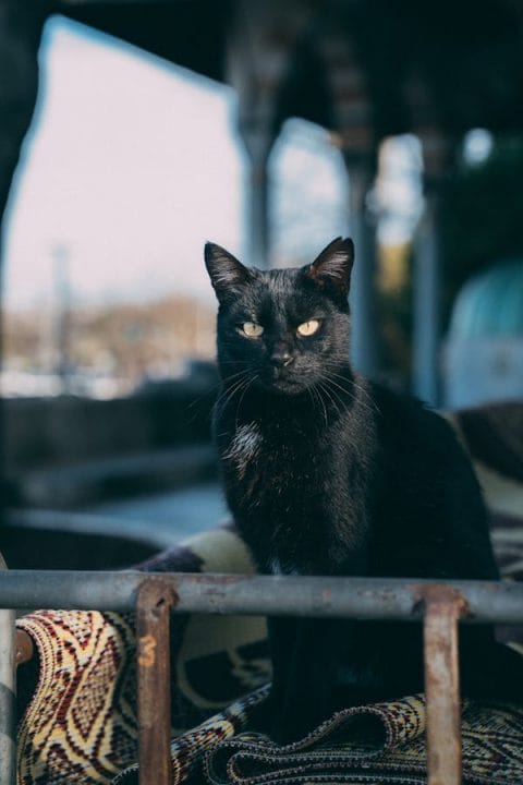 Unleashing the Frights: Top 500 Halloween Themed Cat Names