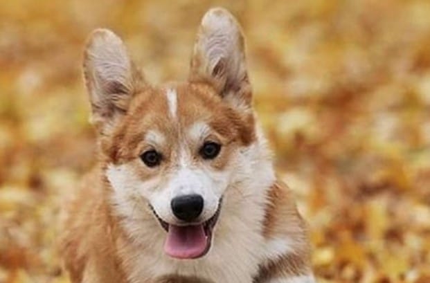 30 Tasty Dog Names - Apricot Dog Names - PetPress