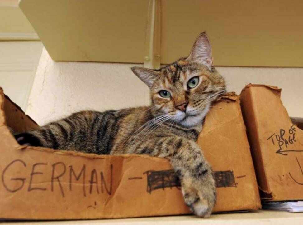 140+ Purrfect Hemingway Cat Names for Your Feline Friend