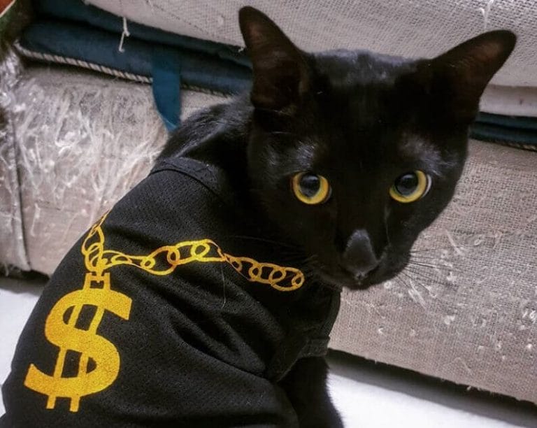 145 Rapper Cat Names - Hip Hop Inspired Cat Names - PetPress