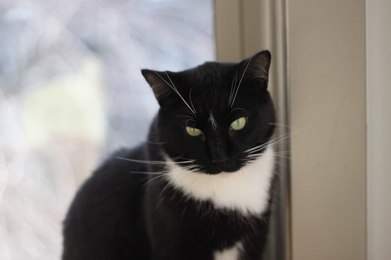 320 Cat Pun Names - Funny Cat Names - PetPress