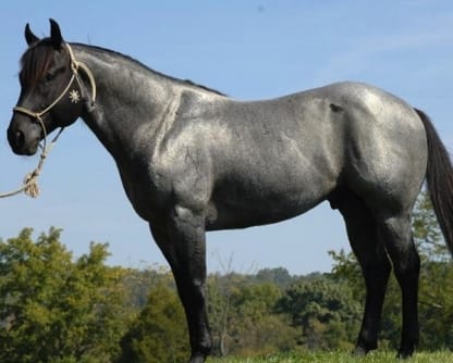 75 Excellent Silver Horse Names - PetPress