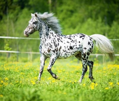 Top 100 Best Appaloosa Horse Names For Any Taste - PetPress