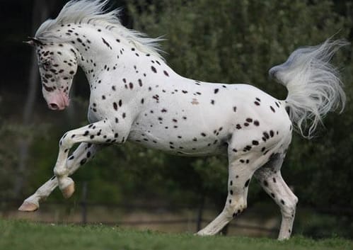 Top 100 Best Appaloosa Horse Names For Any Taste - PetPress
