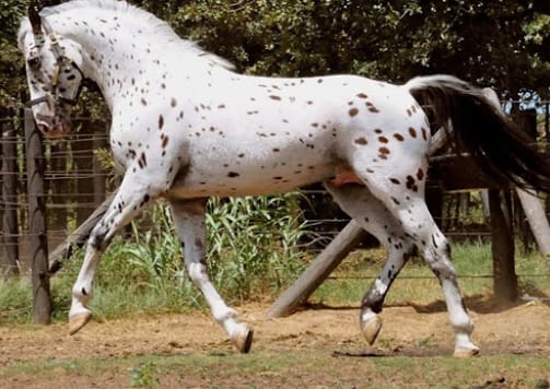 Top 100 Best Appaloosa Horse Names For Any Taste - PetPress