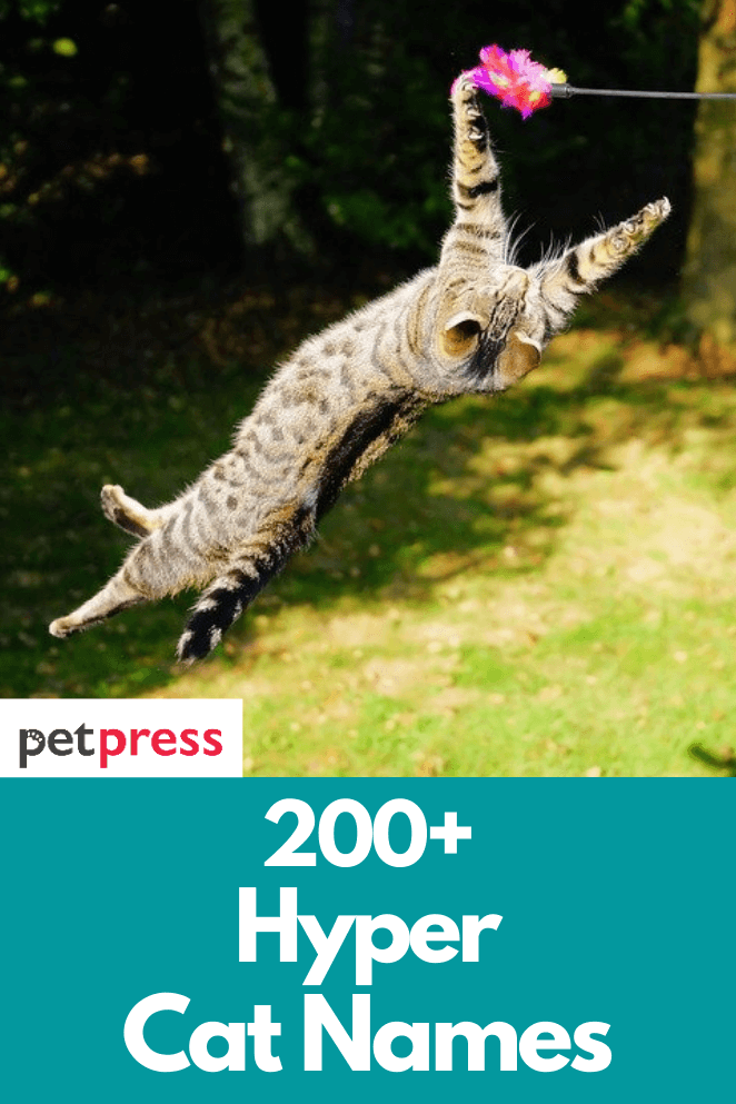 Best 200+ Hyper Cat Names - Names for Energetic Cats