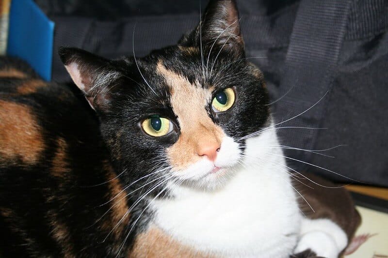 Best 200+ Hyper Cat Names - Names for Energetic Cats